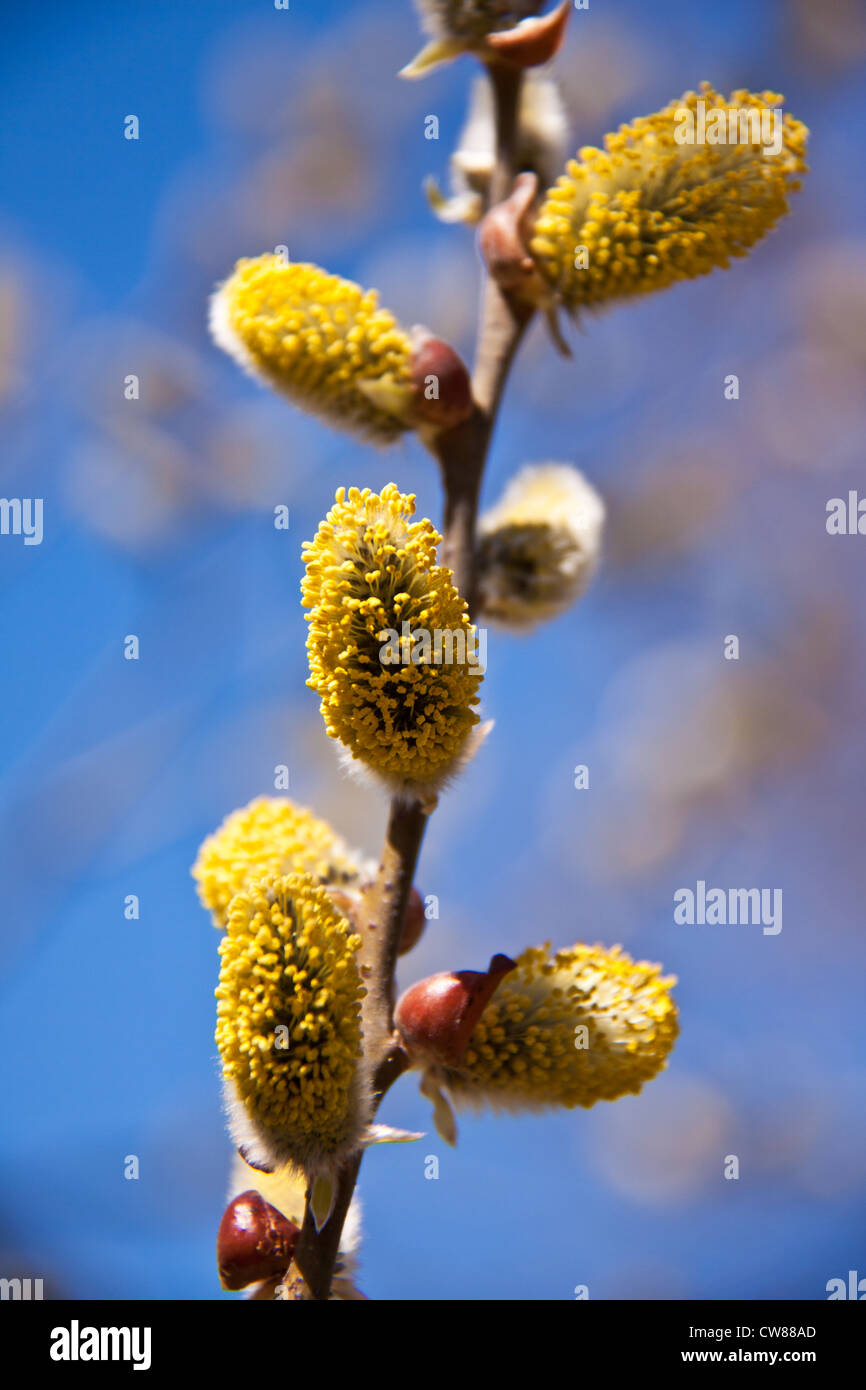 Spring is in the air Stock Photo - Alamy