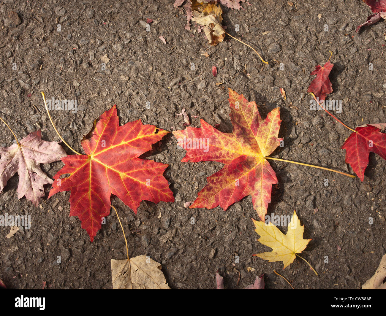 Canadian maple trees hi-res stock photography and images - Alamy