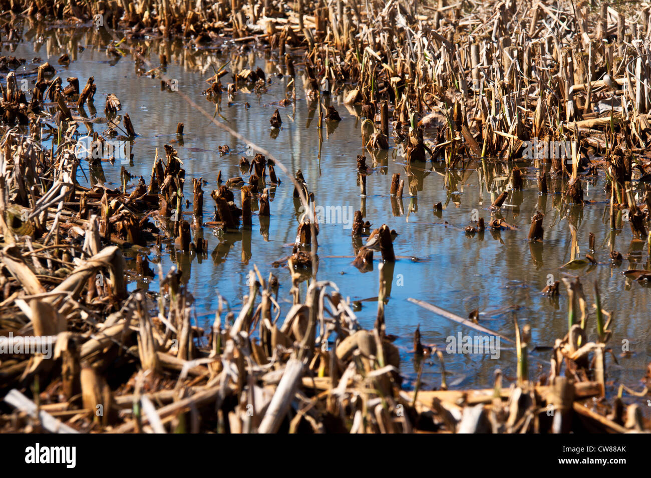 Swamp water hi-res stock photography and images - Alamy