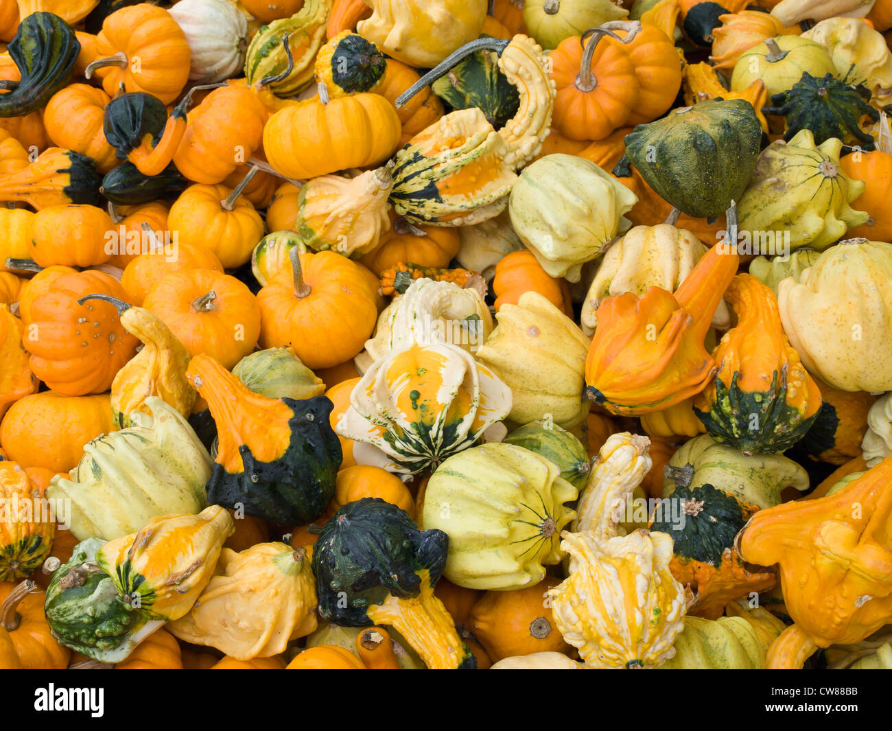 Varieties of squash in farmer`s market in Montreal Canada Stock Photo ...