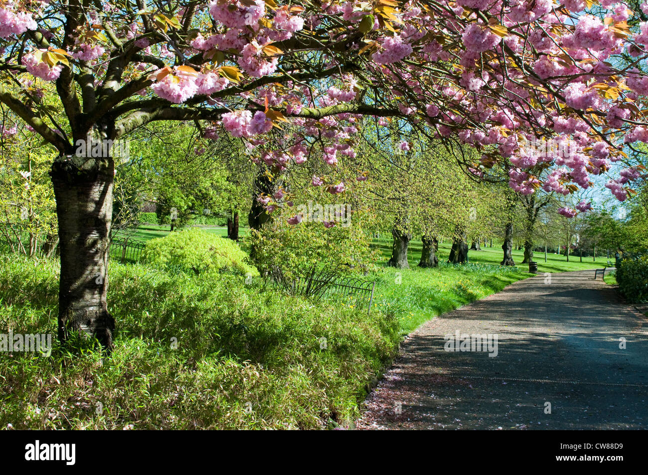Spring at the Arboretum Park in Nottingham City, Nottinghamshire ...