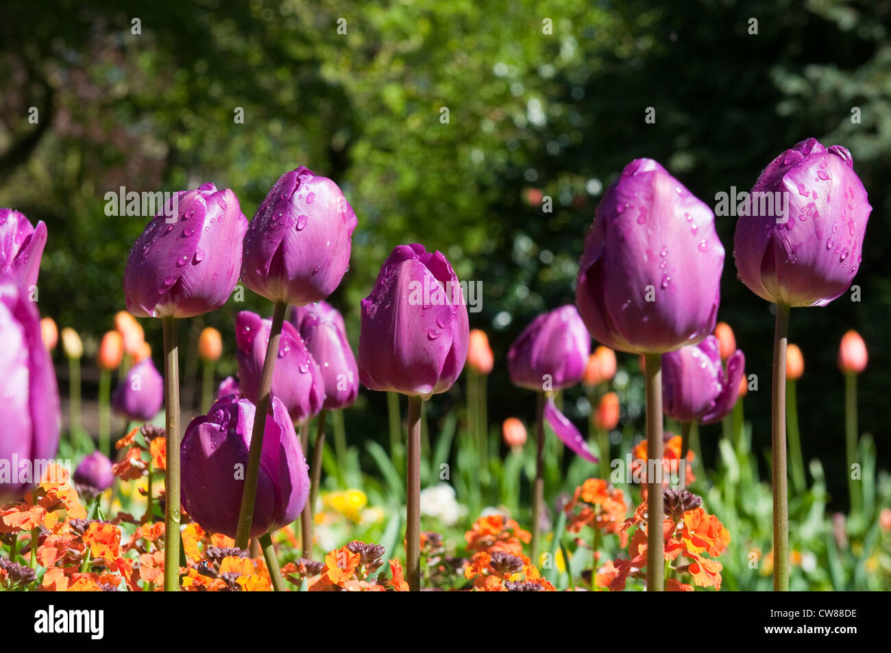 Flowers at the Arboretum Park in Nottingham City, Nottinghamshire ...