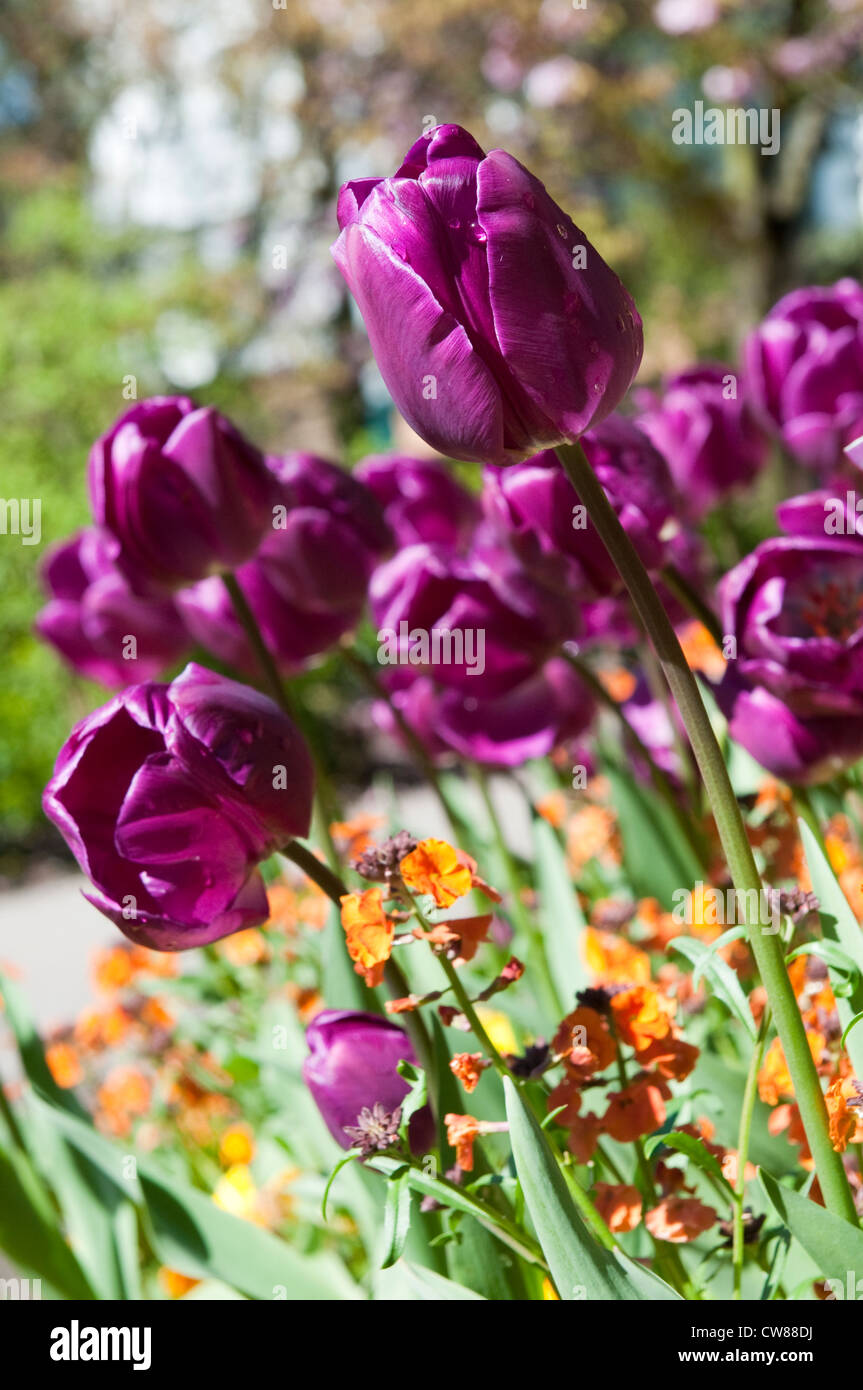 Flowers at the Arboretum Park in Nottingham City, Nottinghamshire ...