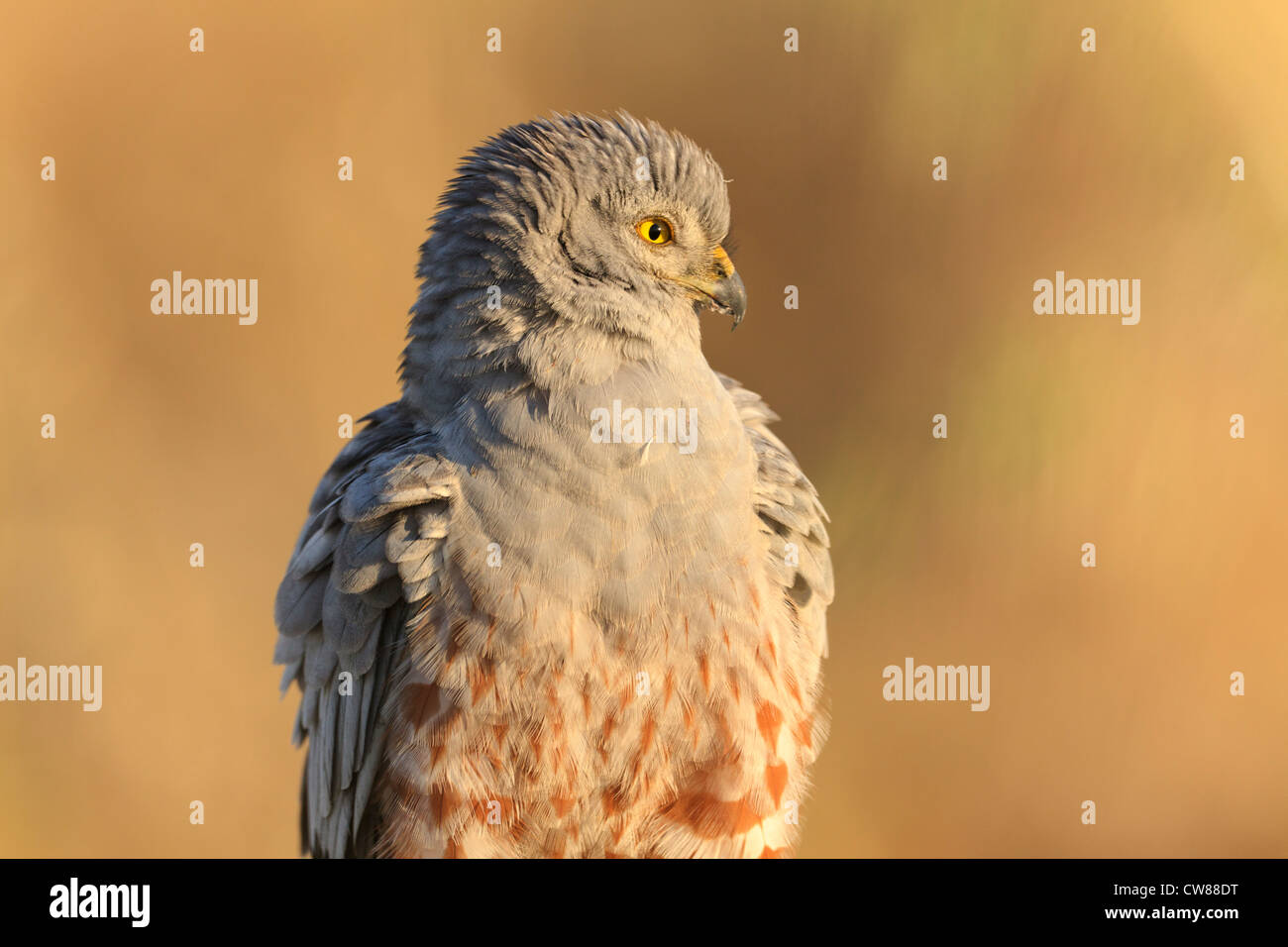 Male of Montagu's Harrier (Circus pygargus). Lleida. Catalonia. Spain ...