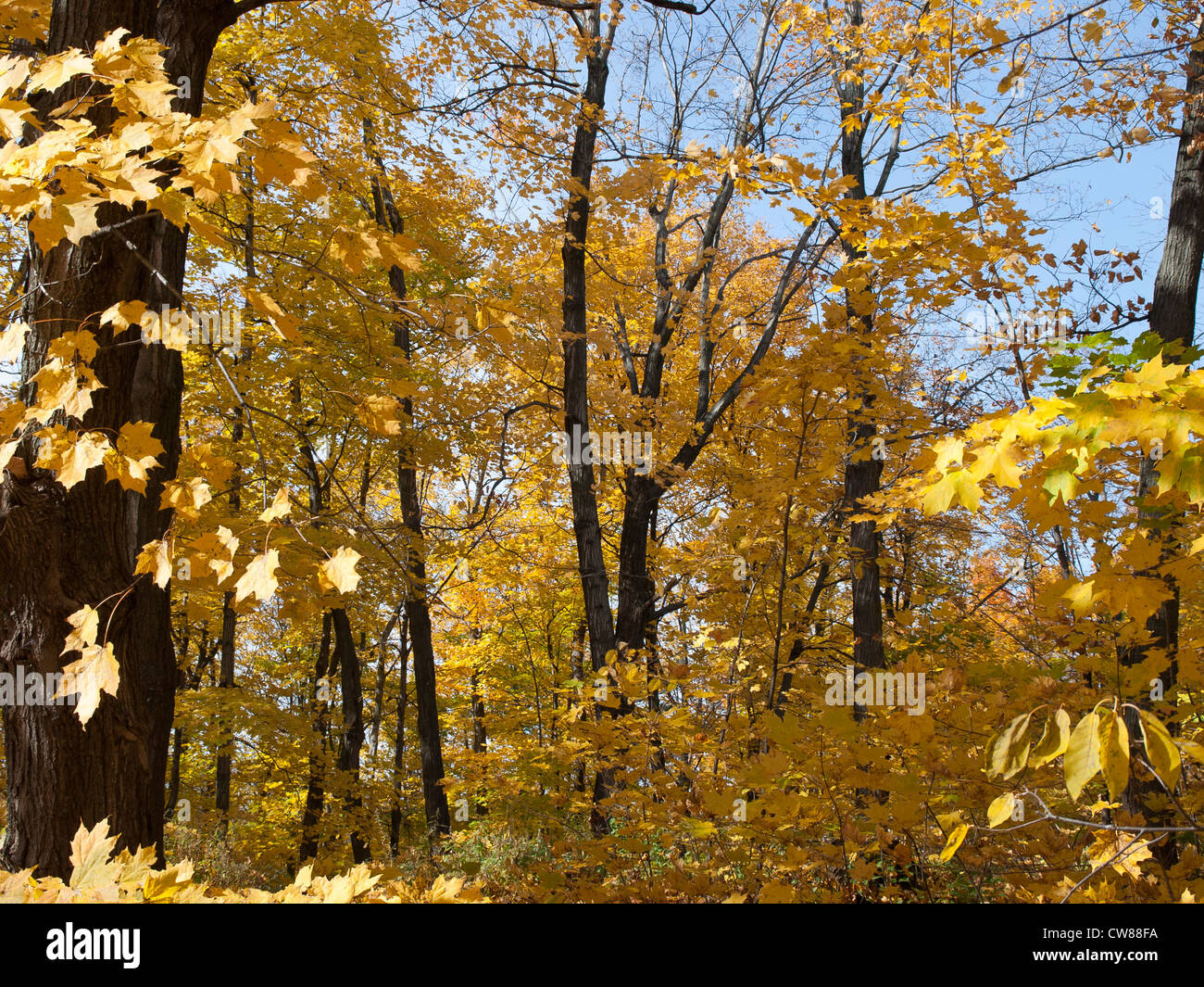 Canadian maple trees hi-res stock photography and images - Alamy