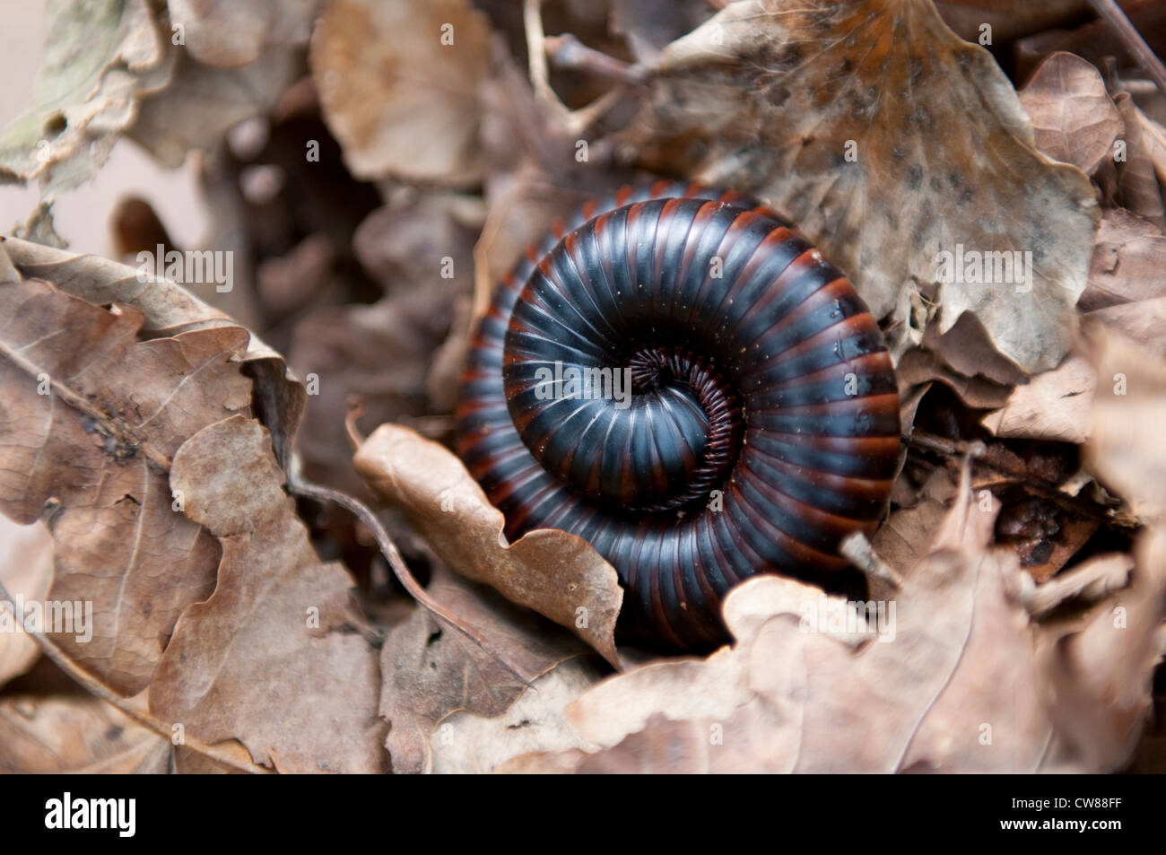 Curled up millipede hi-res stock photography and images - Alamy
