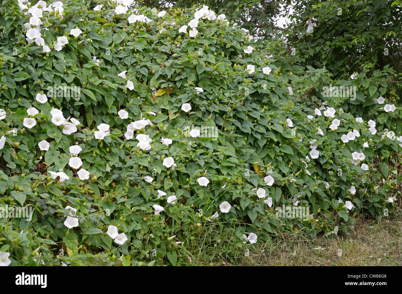 Flowers of hedge bindweed hi-res stock photography and images - Alamy