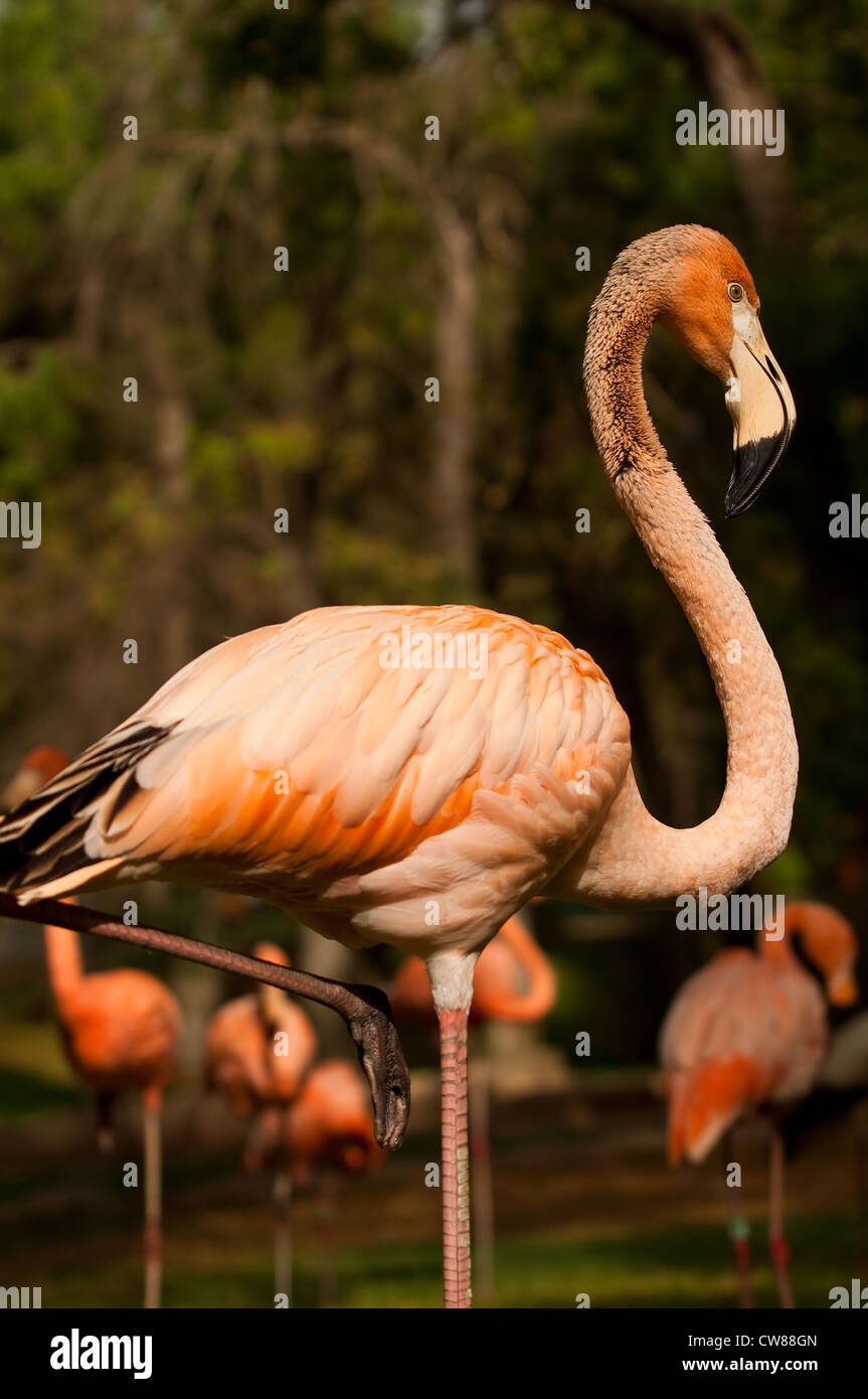 Flamingo One Leg Stock Photos & Flamingo One Leg Stock Images - Alamy