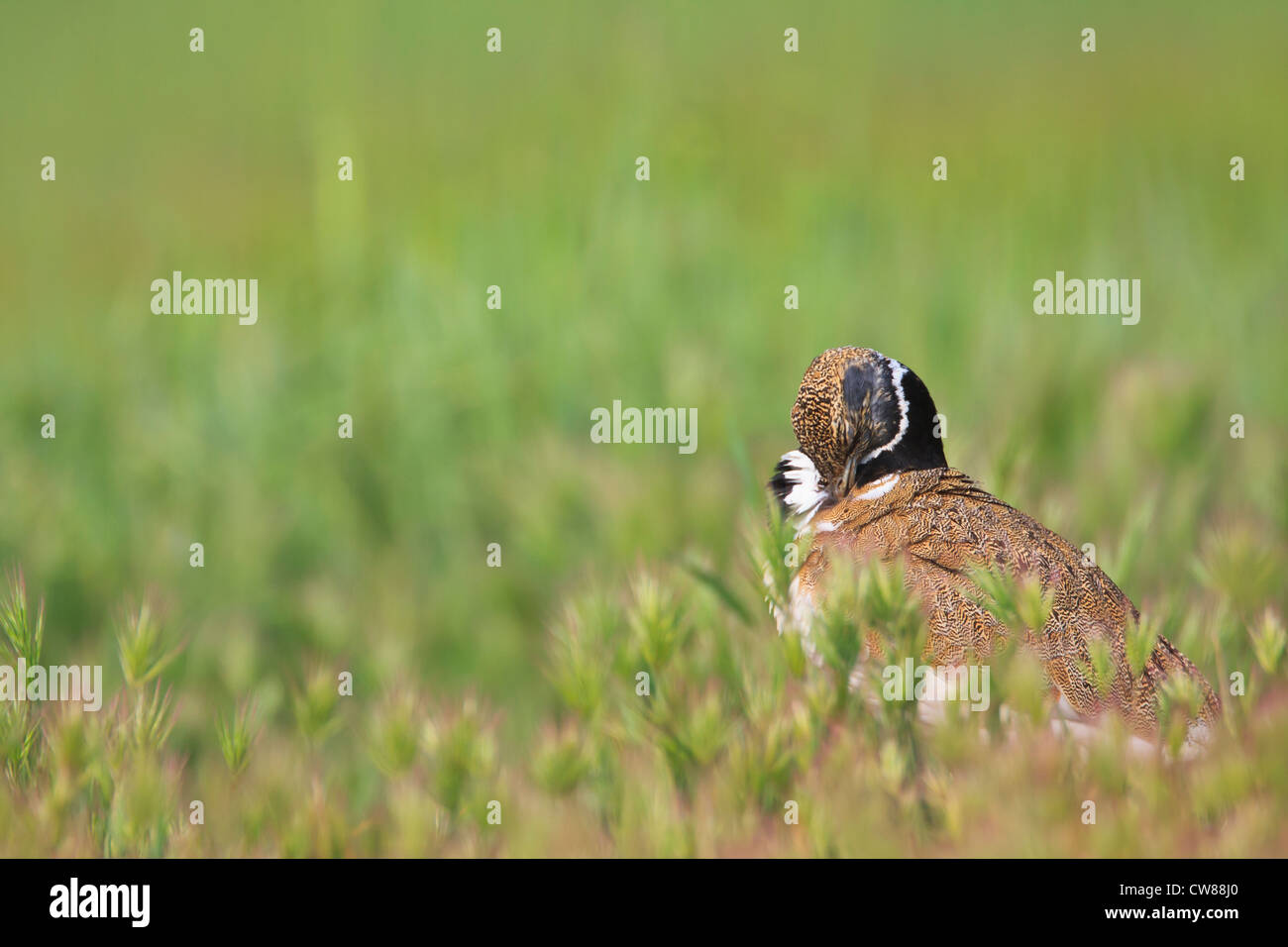 Little bustards preening hi-res stock photography and images - Alamy