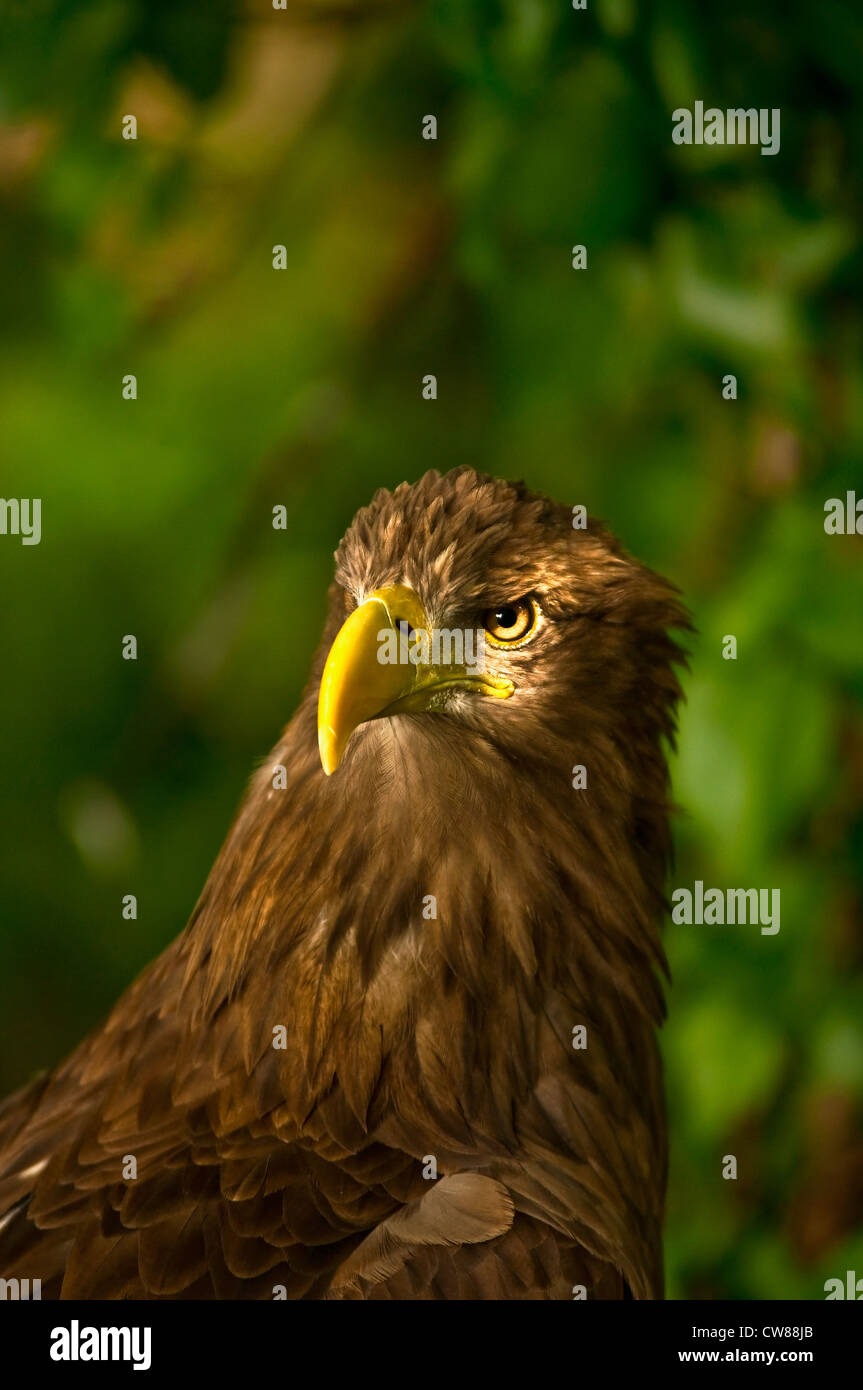 This eagle has a sharp look Stock Photo - Alamy