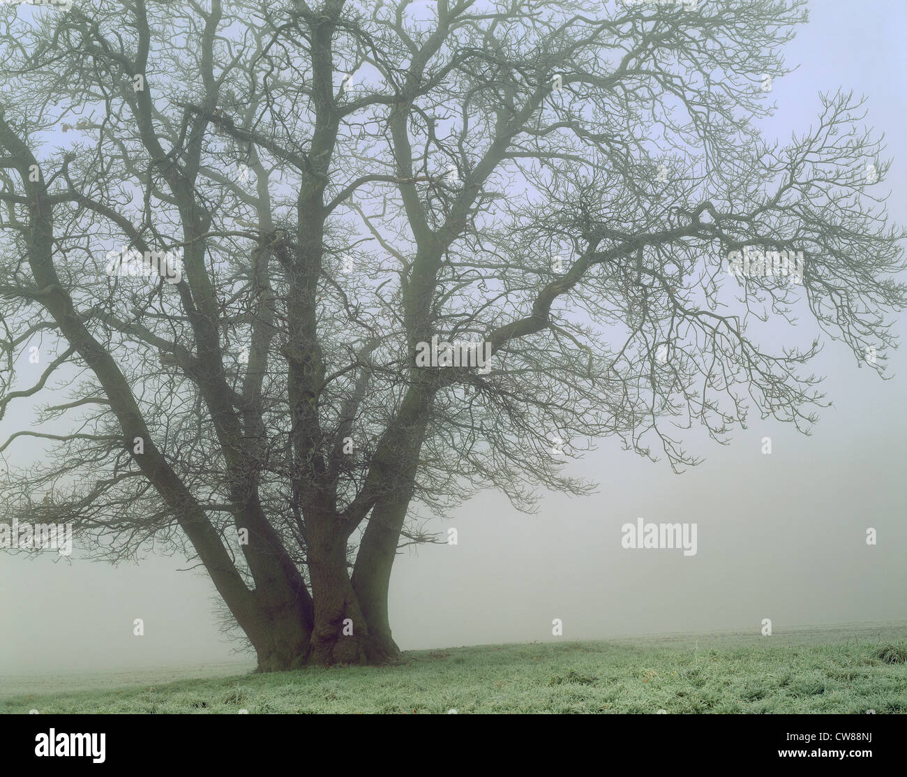 Sweet chestnut tree in winter shrouded in mist. Tree is bare of leaves ...