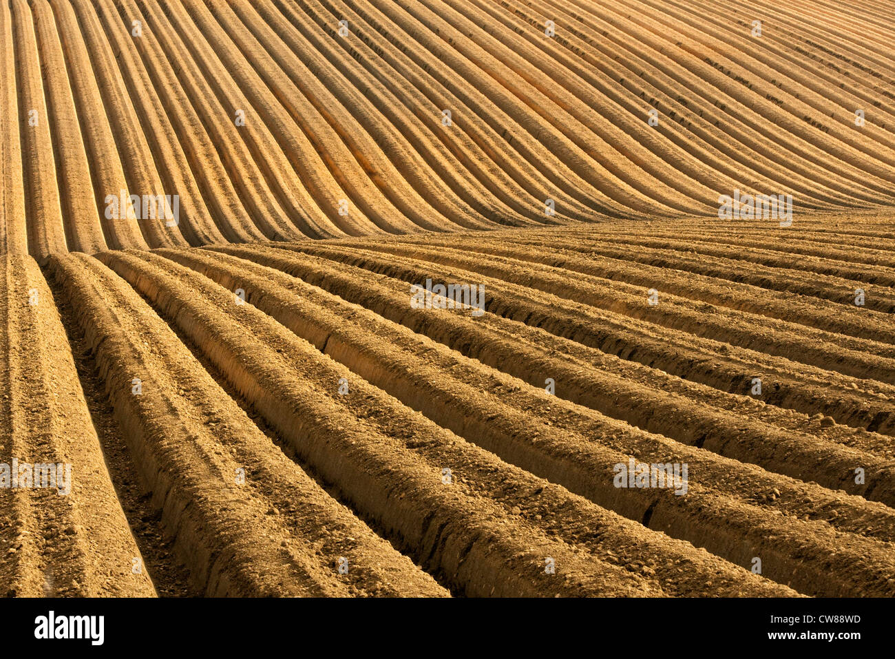 Close up of a furrowed field Stock Photo - Alamy