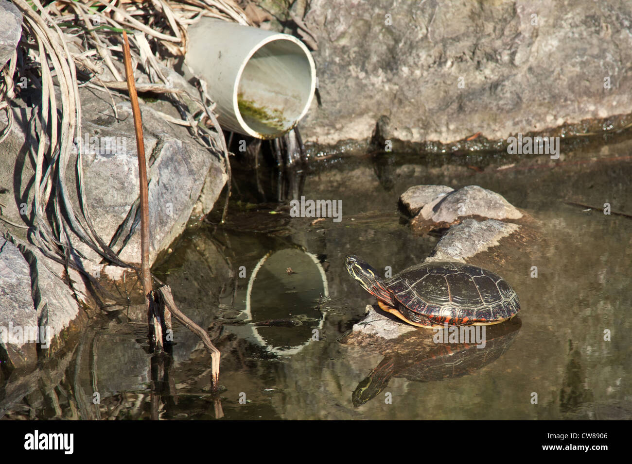 Plastic pipe hi-res stock photography and images - Alamy