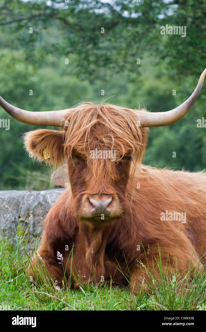 Cow lying down hi-res stock photography and images - Alamy