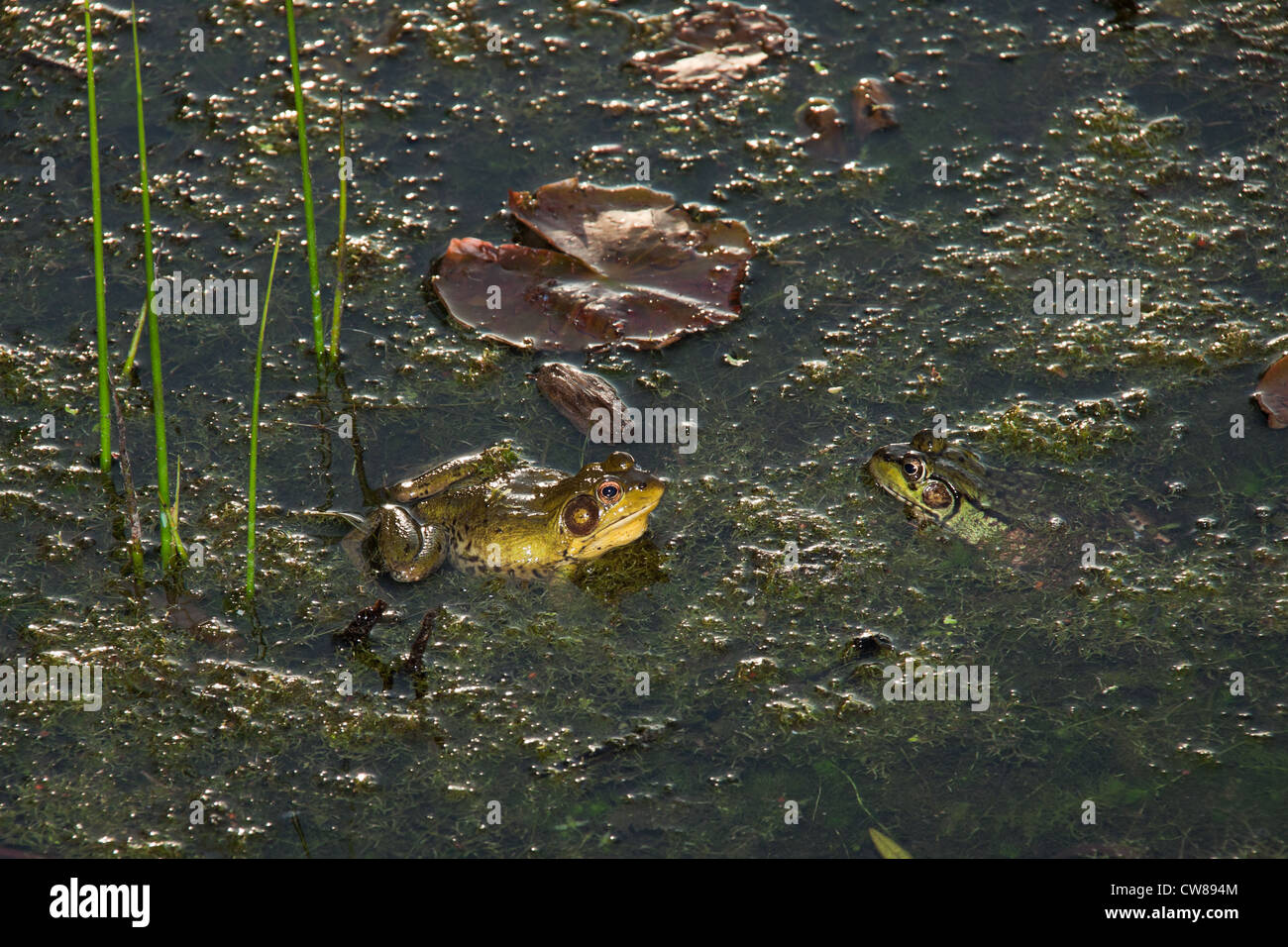Female frog male frog hi-res stock photography and images - Alamy