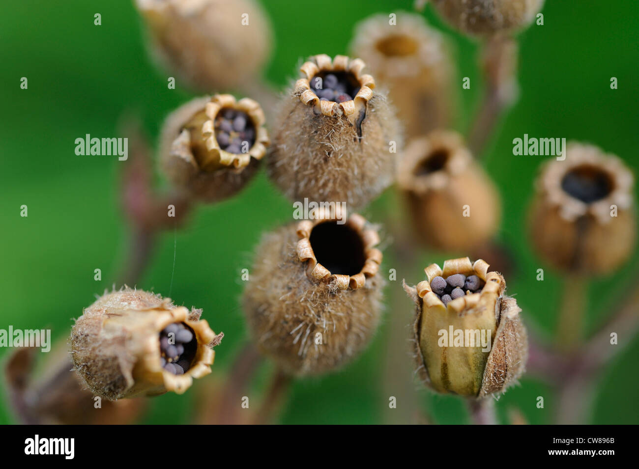 Seed Dispersal Red Campion Silene High Resolution Stock Photography and ...