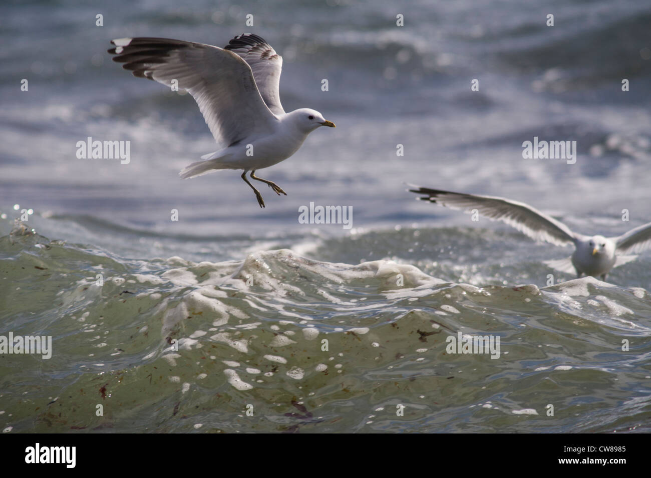 Common gull over the sea on Fair Isle, Shetland Stock Photo - Alamy
