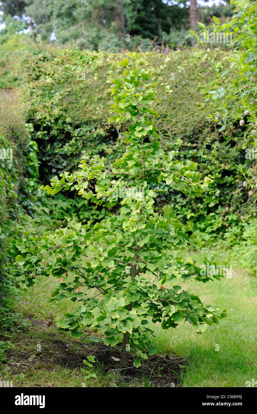 Ginko bilboba tree planted in garden corner, Engalnd, July Stock Photo ...
