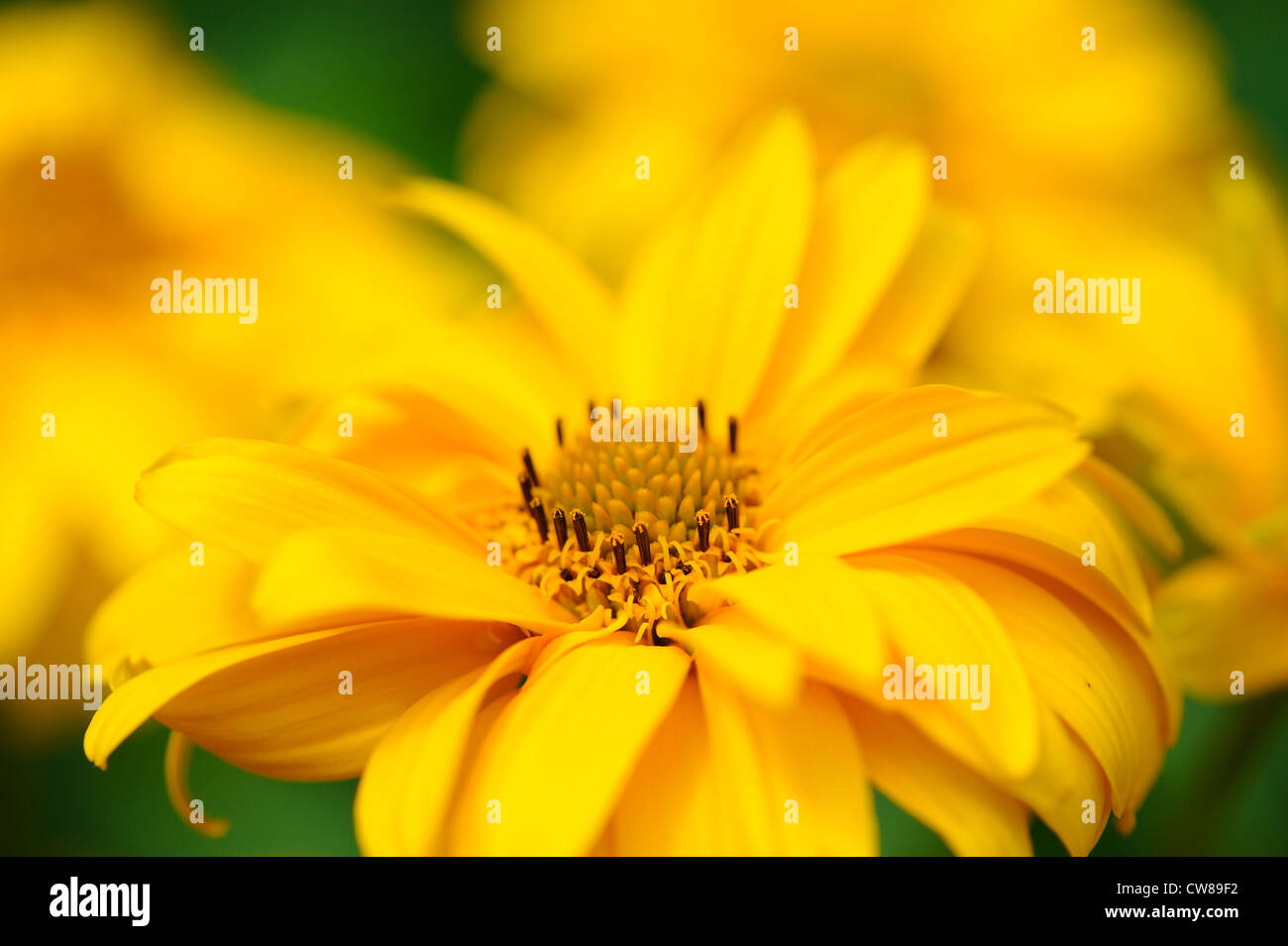 Heliopsis flower, single bloom Stock Photo - Alamy
