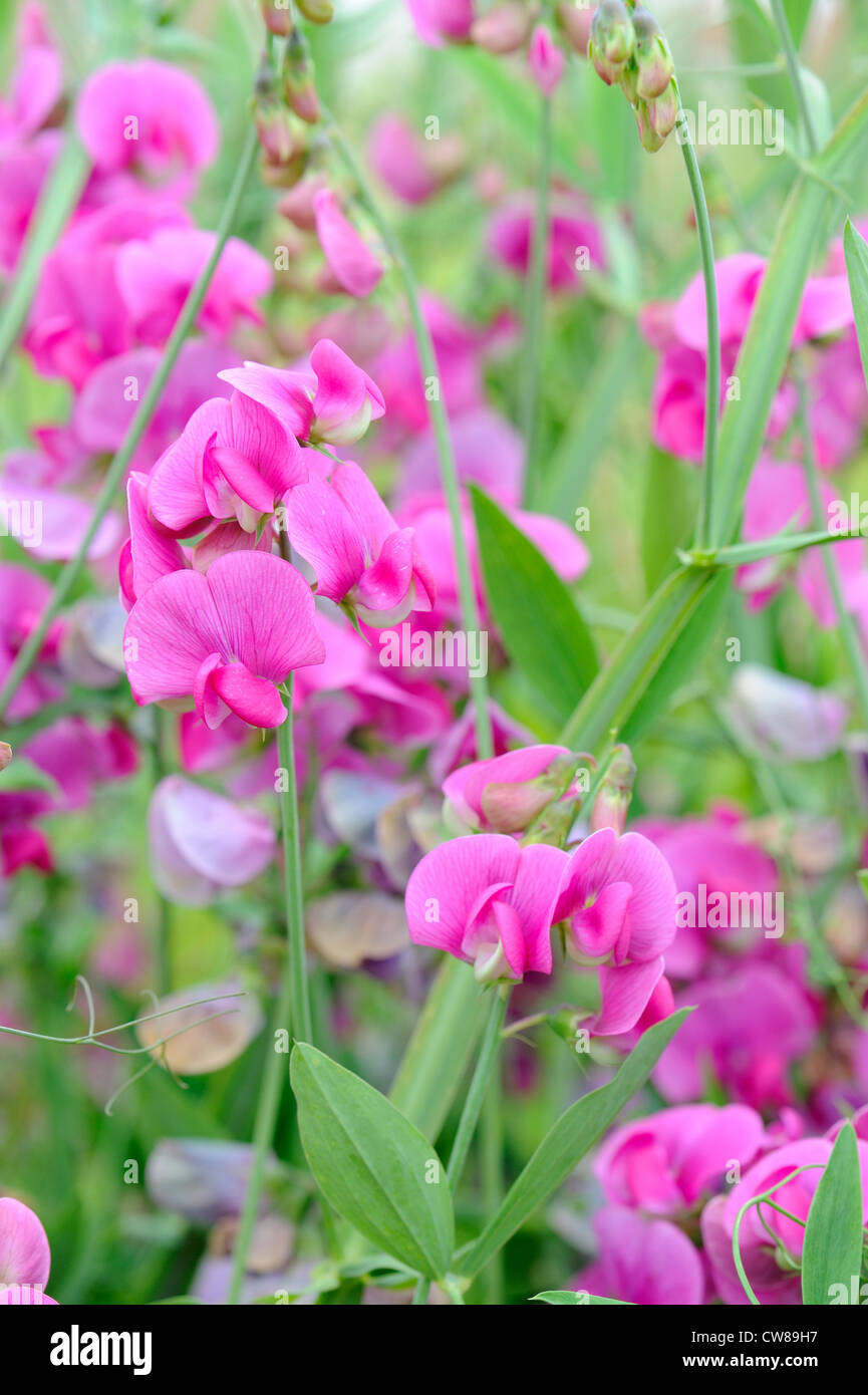 perennial sweet pea, lathyrus latifolius Stock Photo - Alamy