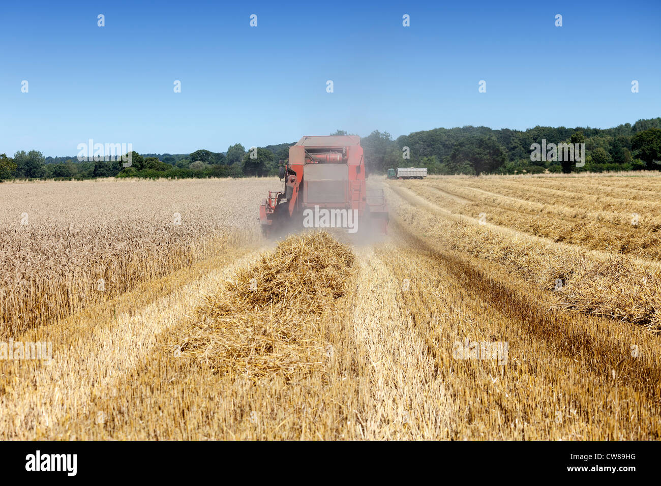 Farmers harvesting their crop while the sun shines in the beautiful ...