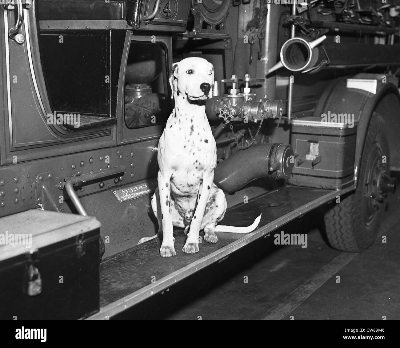 Dalmatian Fire Dog History