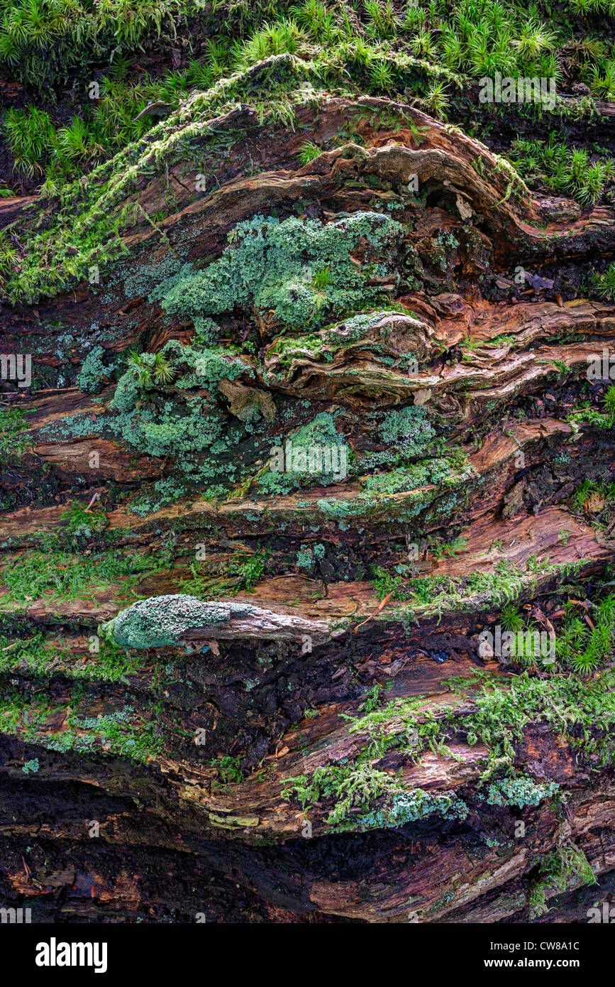 Oak moss lichen hi-res stock photography and images - Alamy