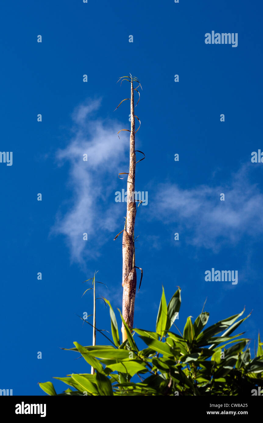 bamboo,botanical, branch, chinese, closeup, copy, cultivated, culture ...