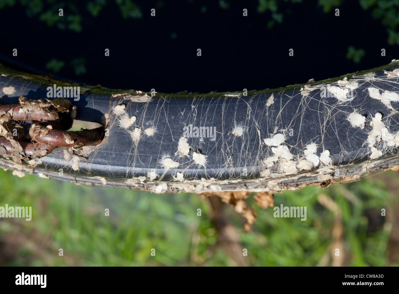 Duckweed (Lemna sp. ). Dried out leaves and roots on the rim edge of a ...