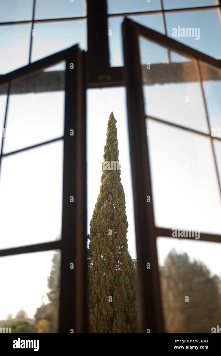 A view of a tree out the window of the Capitoline museum, Palazzo dei ...