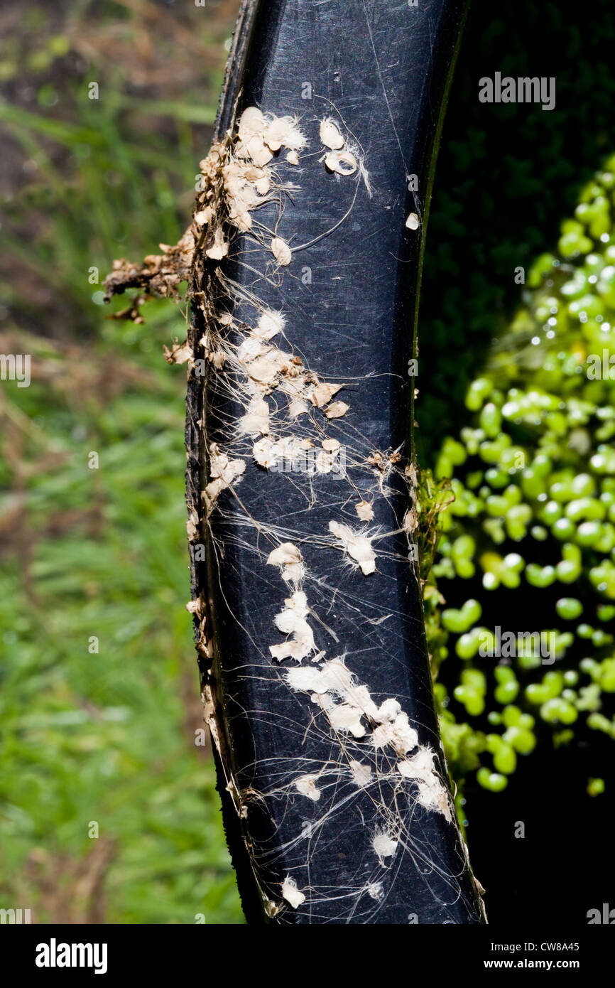 Duckweed lemna sp hi-res stock photography and images - Alamy
