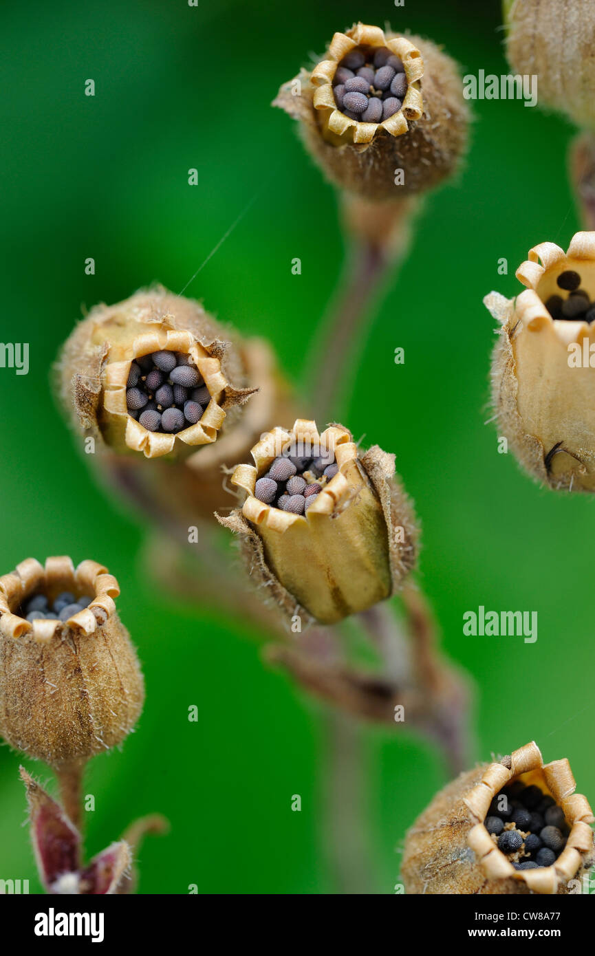 Seed heads of red campion,silene dioica, Norfolk, Engalnd, July Stock ...