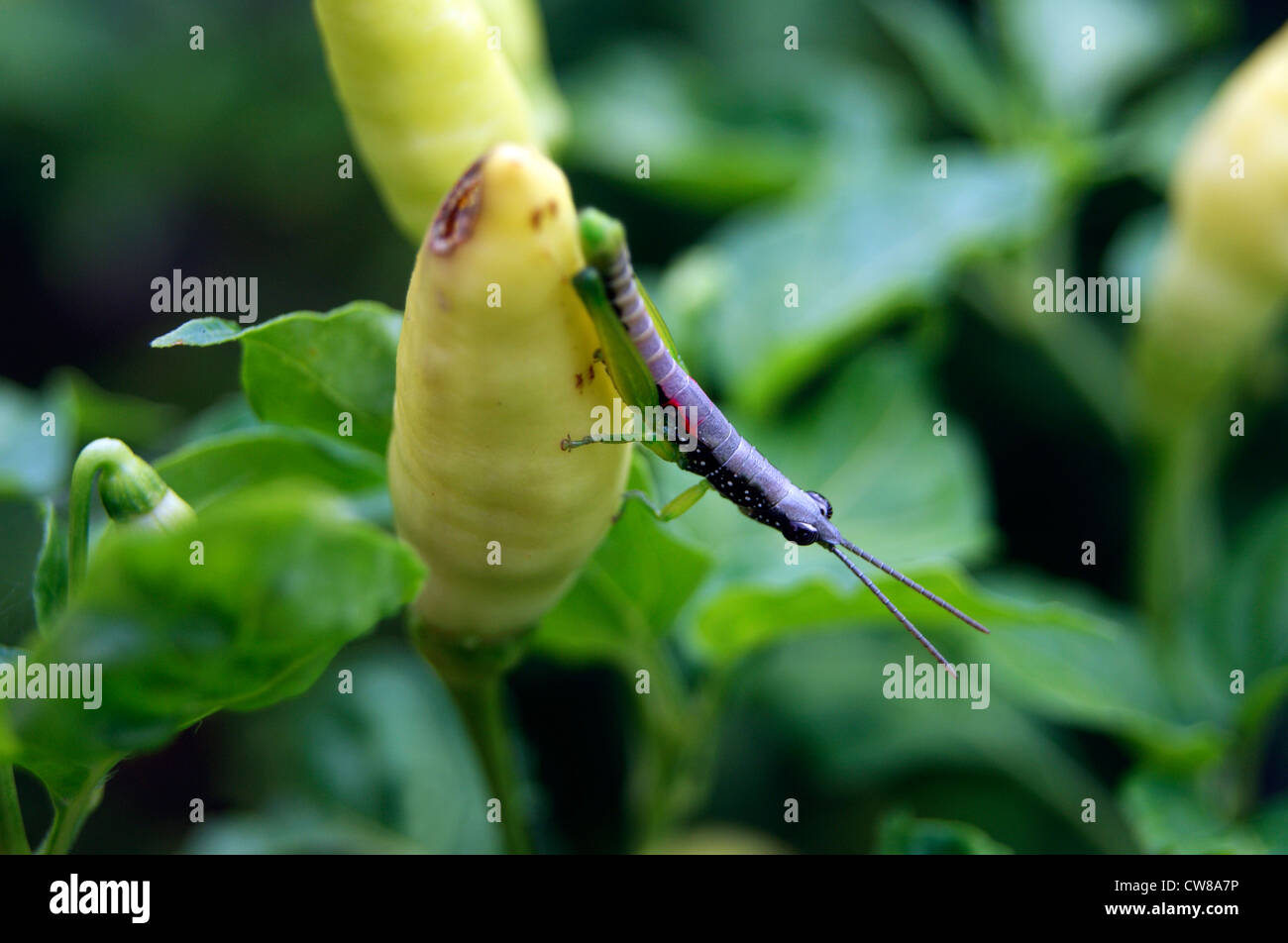 Bug Grasshopper Pest Insect eating Capsicum Chili pepper Stock Photo ...