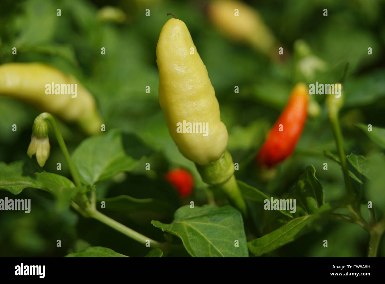 chili pepper grown on Plant ( Capsicum annuum ) at India Stock Photo ...