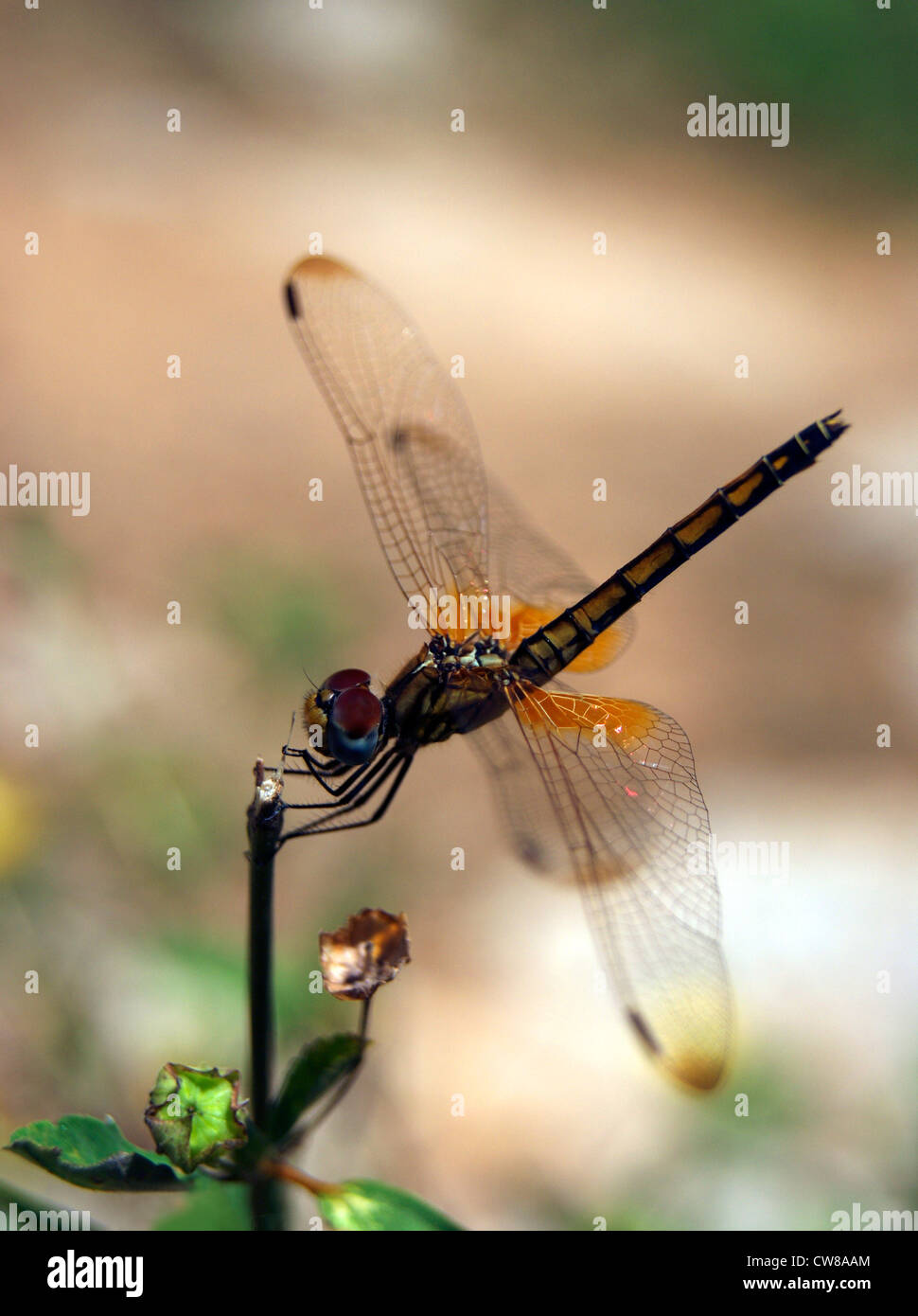 Indian dragonfly hi-res stock photography and images - Alamy