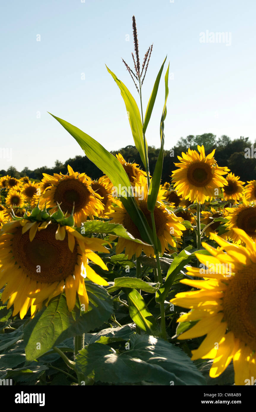 Sunflower field, New York Sate USA Stock Photo - Alamy