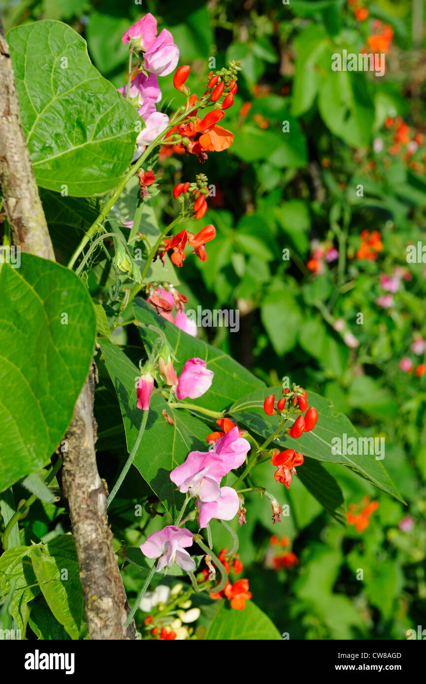 Wigwam hi-res stock photography and images - Alamy