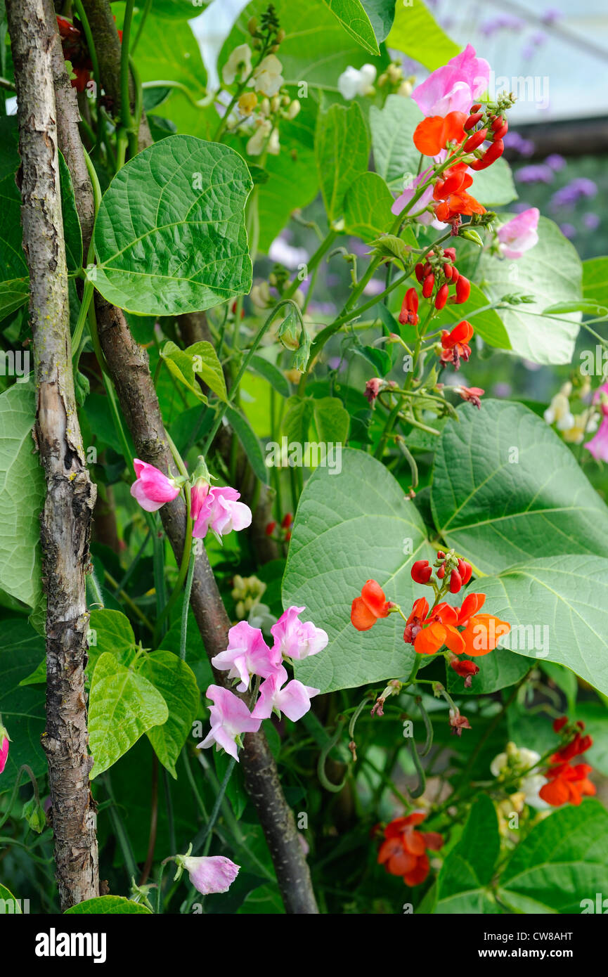 hazel wigwam with sweet peas and runner beans Stock Photo - Alamy