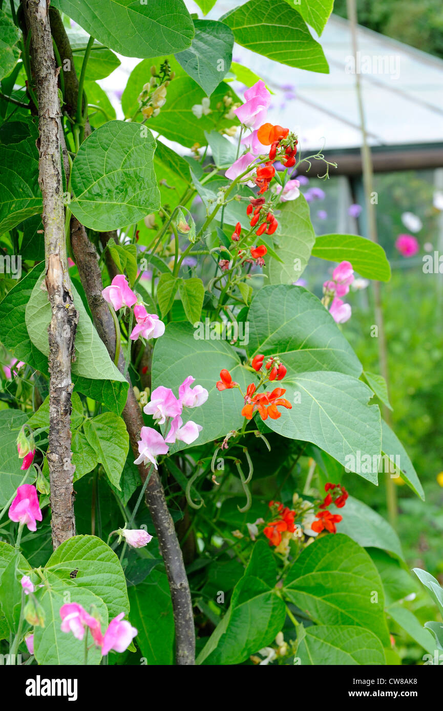 Garden runner beans and sweet peas on hazel wigwam Stock Photo - Alamy