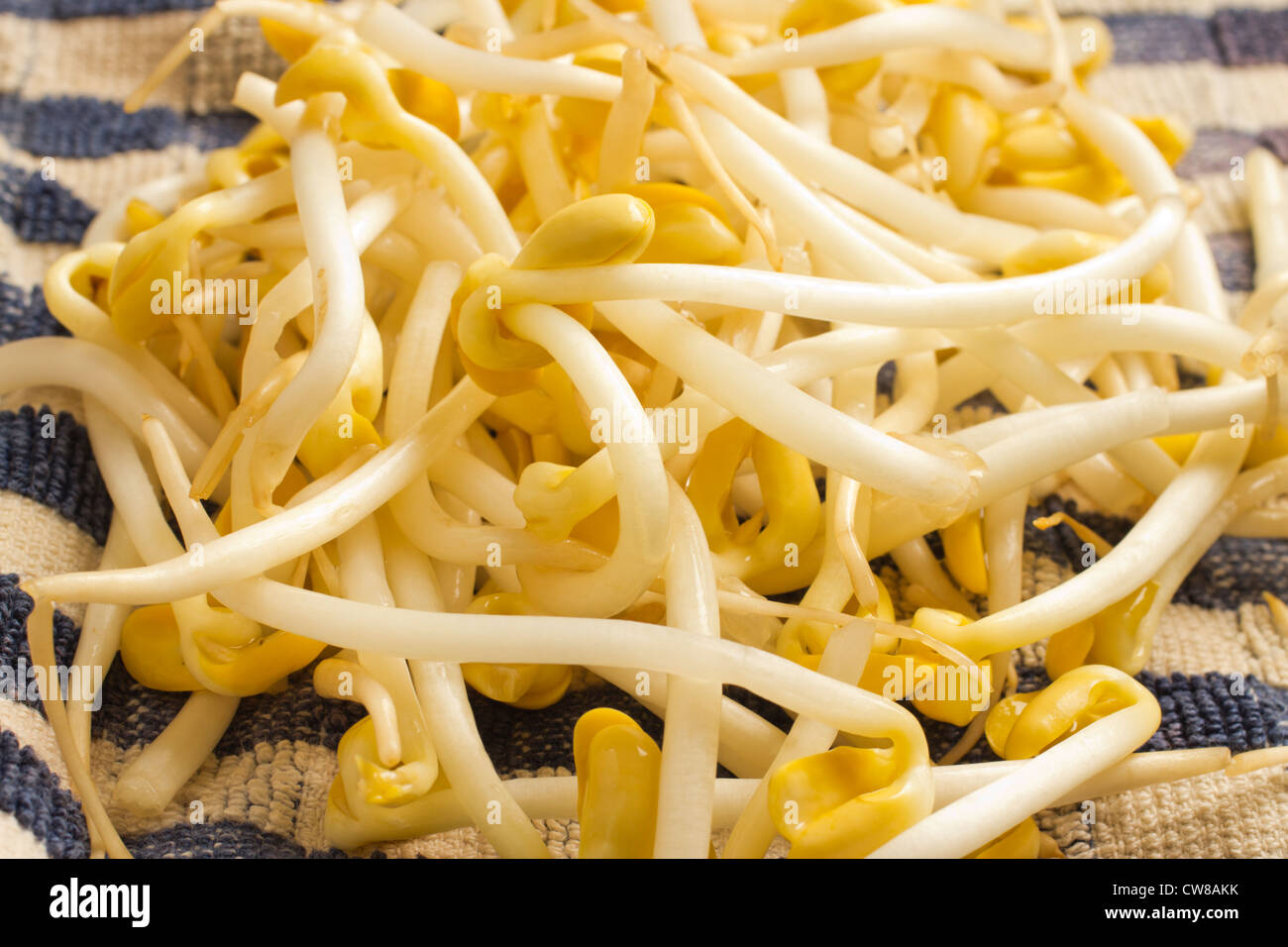 Soy bean sprouts hi-res stock photography and images - Alamy