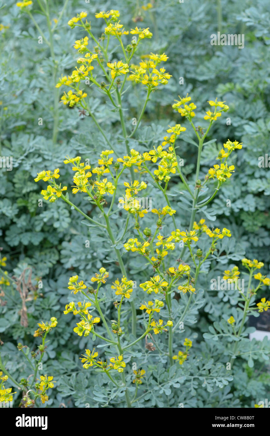 Common Rue, Ruta graveolens, showing flowers Stock Photo - Alamy