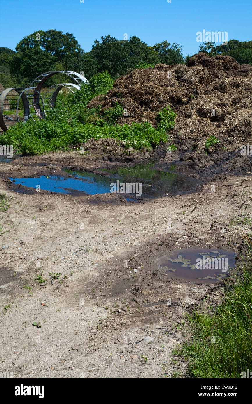 Pollution of drainage ditch. Accumulated cattle manure from farm ...
