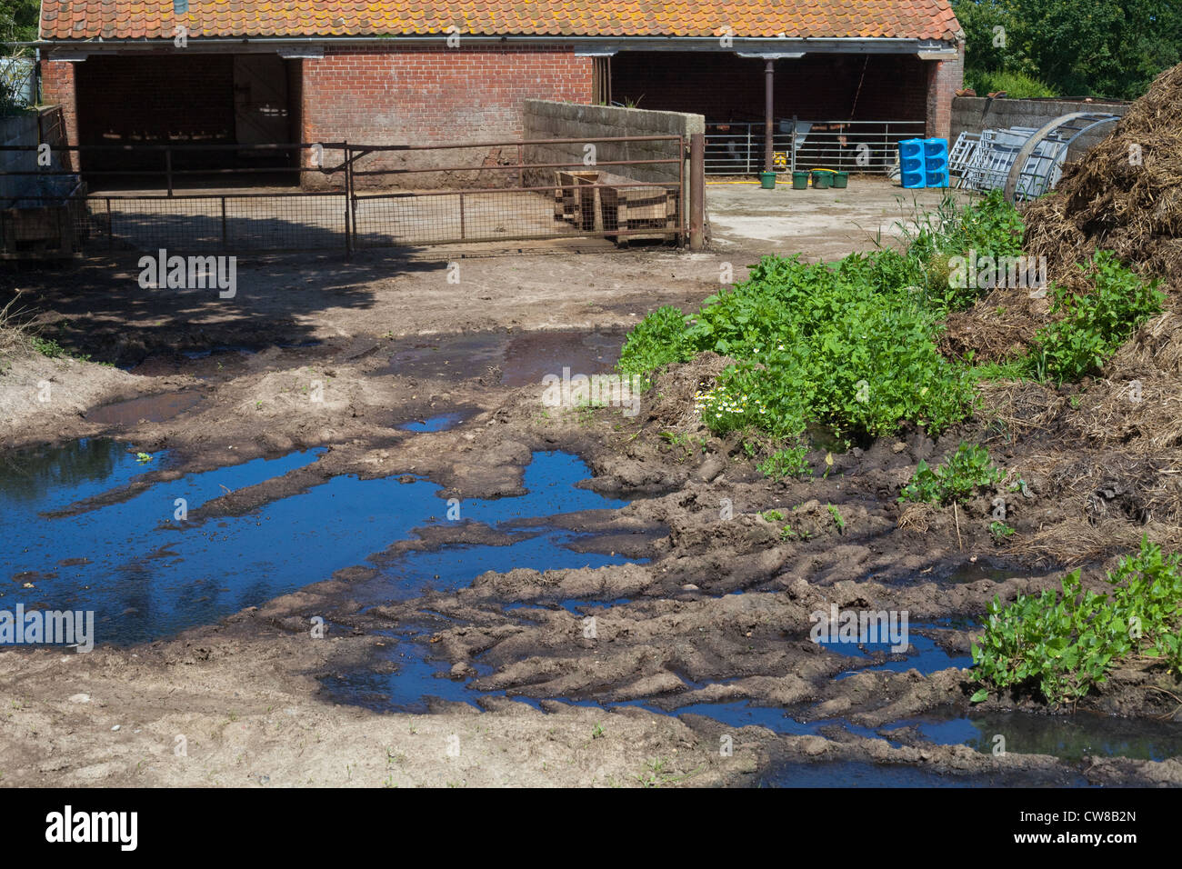 Pollution of drainage ditch. Accumulated cattle manure from farm ...