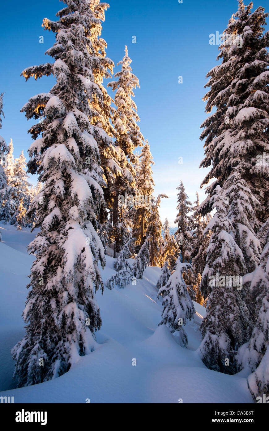Snowy winter scene at twilight in the mountains, Mt. Seymour Provincial ...