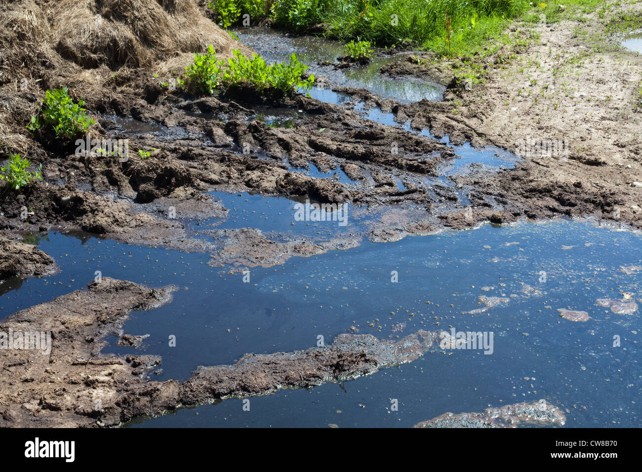 Cattle run away hi-res stock photography and images - Alamy