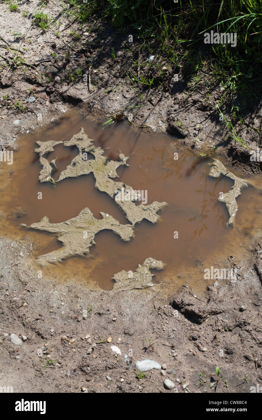 Pollution of drainage ditch. Accumulated cattle manure from farm ...