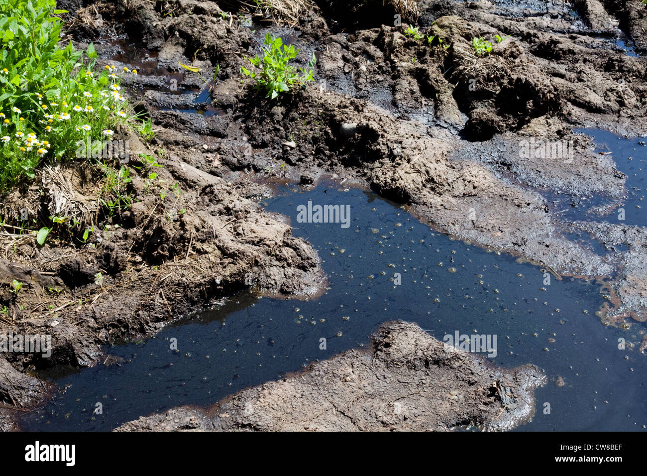 Pollution of drainage ditch. Accumulated cattle manure from farm ...