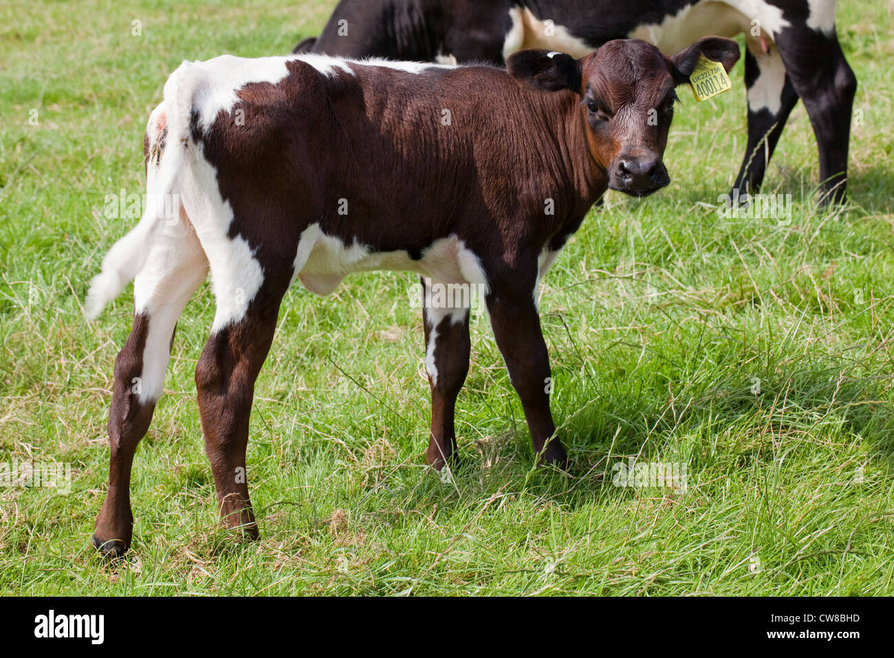 Gloucester (Bos taurus). Calf. Mahogany colour form and showing the ...