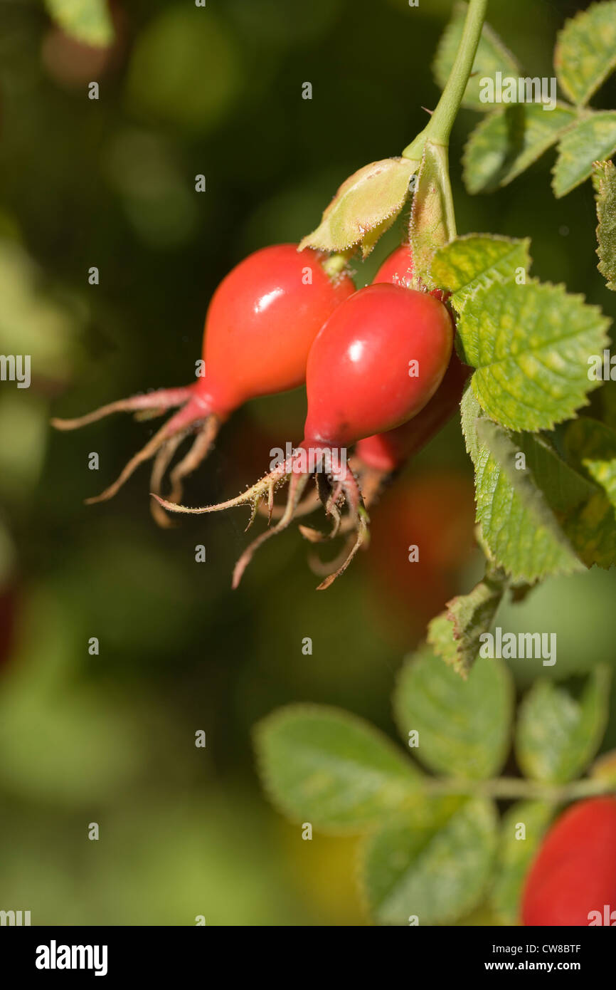 Rosa canina bird hi-res stock photography and images - Alamy