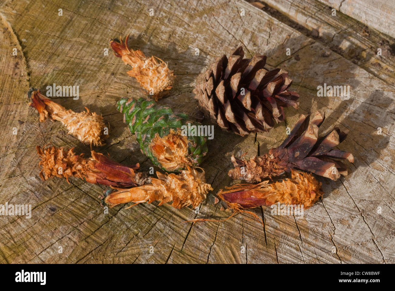 Gnawed pine cones hi-res stock photography and images - Alamy